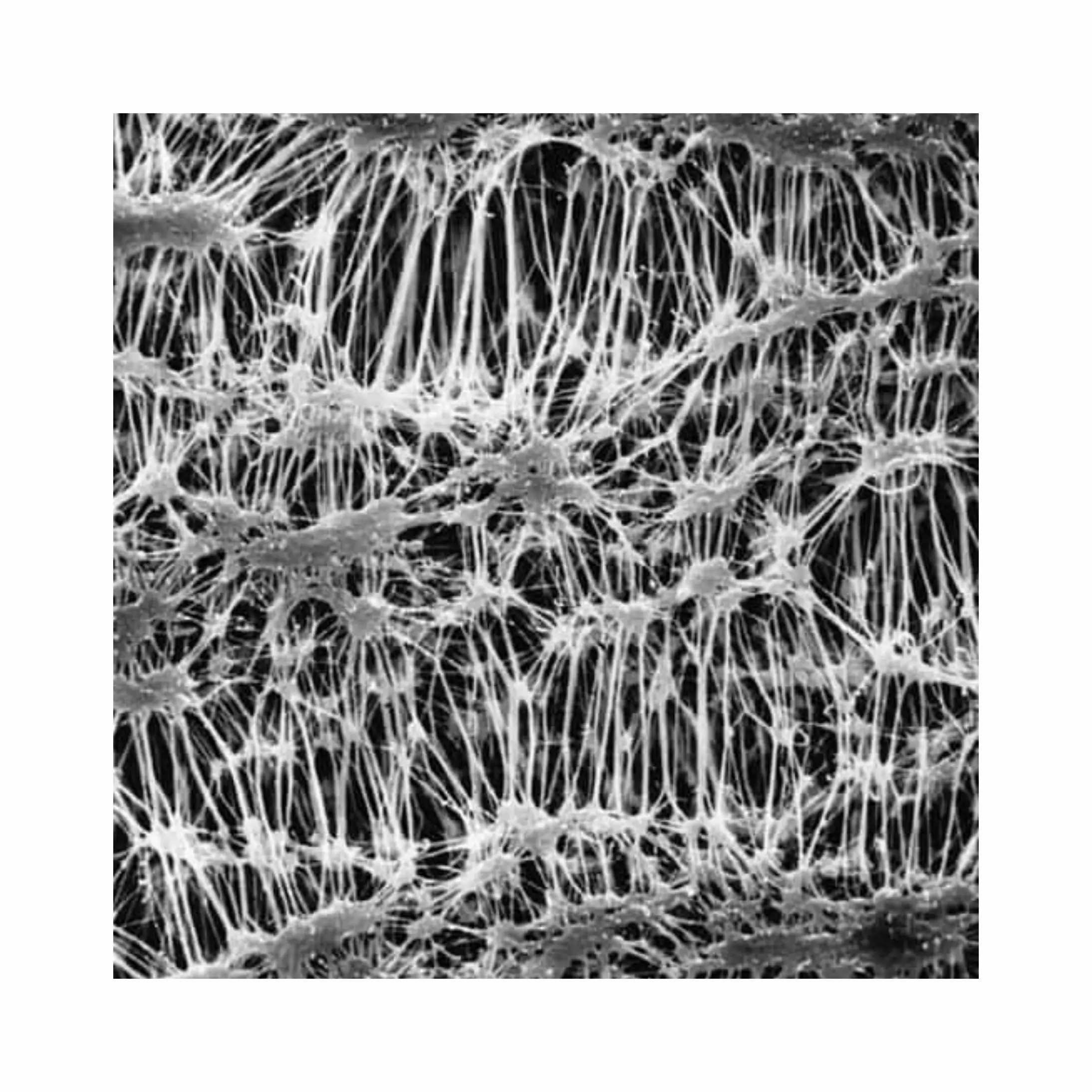 PTFE Membrane Filters - Anachem Lab Solutions